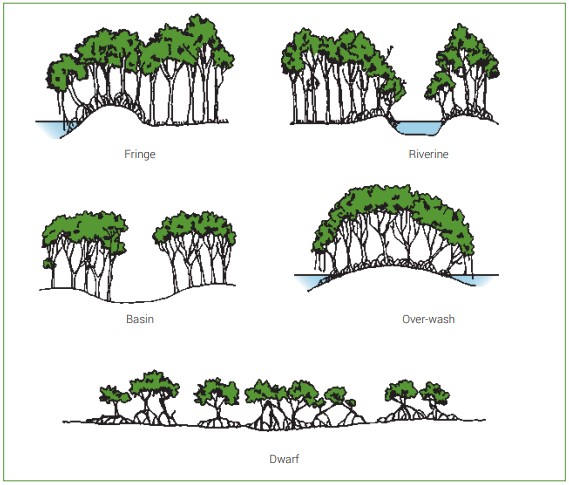 Mangrove restoration - highlights from a comprehensive guide (article ...